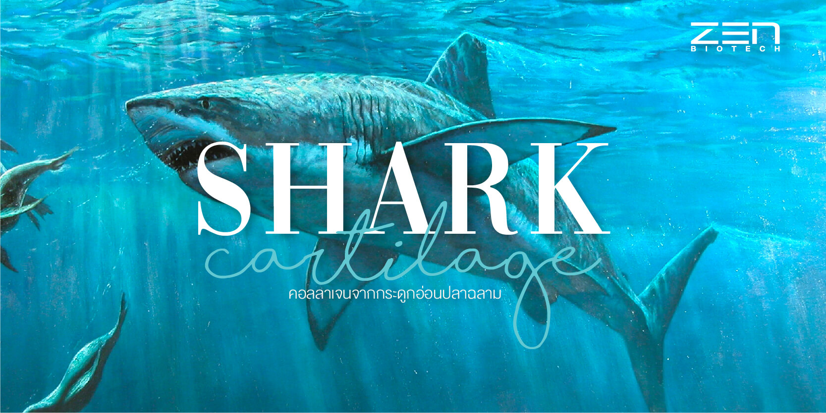 สารสกัดจากกระดูกอ่อนปลาฉลาม Shark Cartilage - โรงงานรับผลิตอาหารเสริม ...