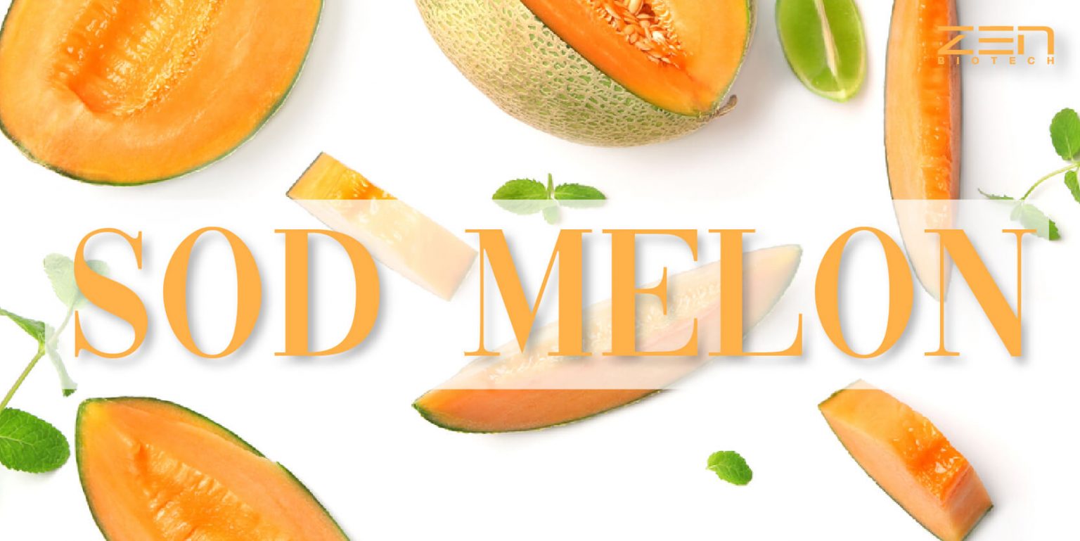 รับผลิตอาหารเสริมด้วยสารสกัดจาก SOD Melon Powder - โรงงานรับผลิตอาหาร ...